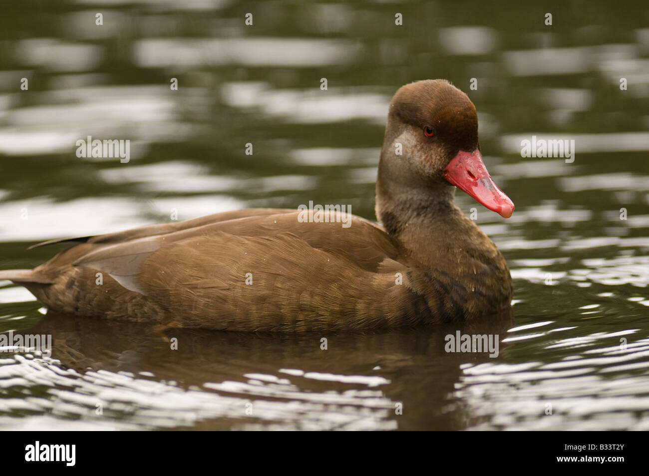 Brazilian Teal on water. Nature Reserve Lancashire Stock Photo - Alamy