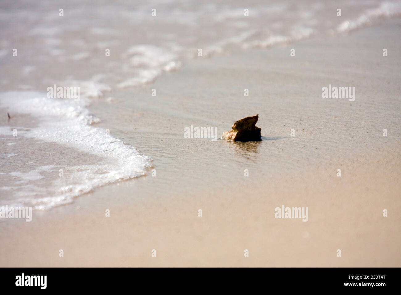 Detail on a sand beach. Sea, rock and beach Stock Photo - Alamy