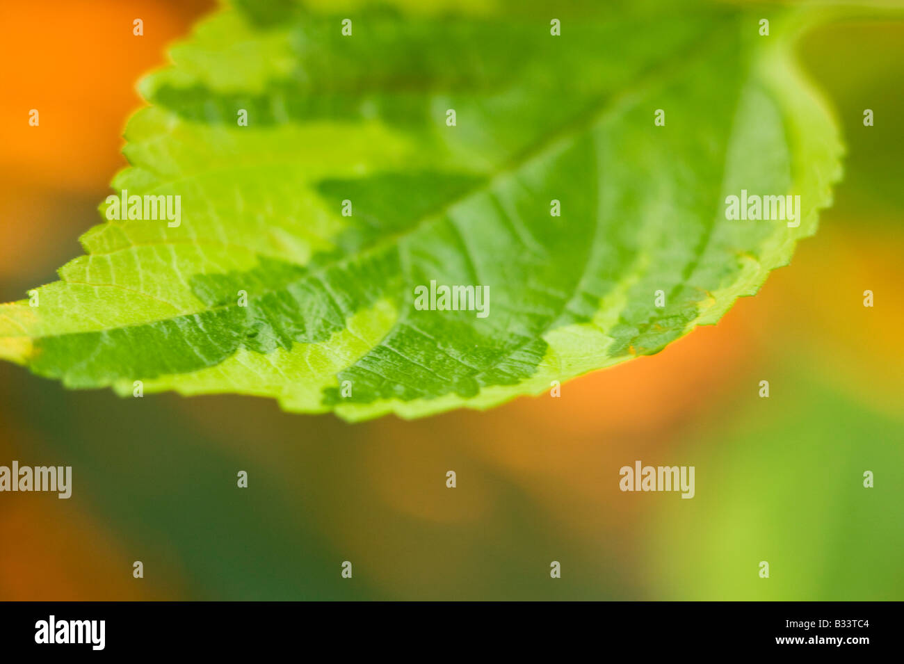 Detail if a variegated leaf Stock Photo - Alamy