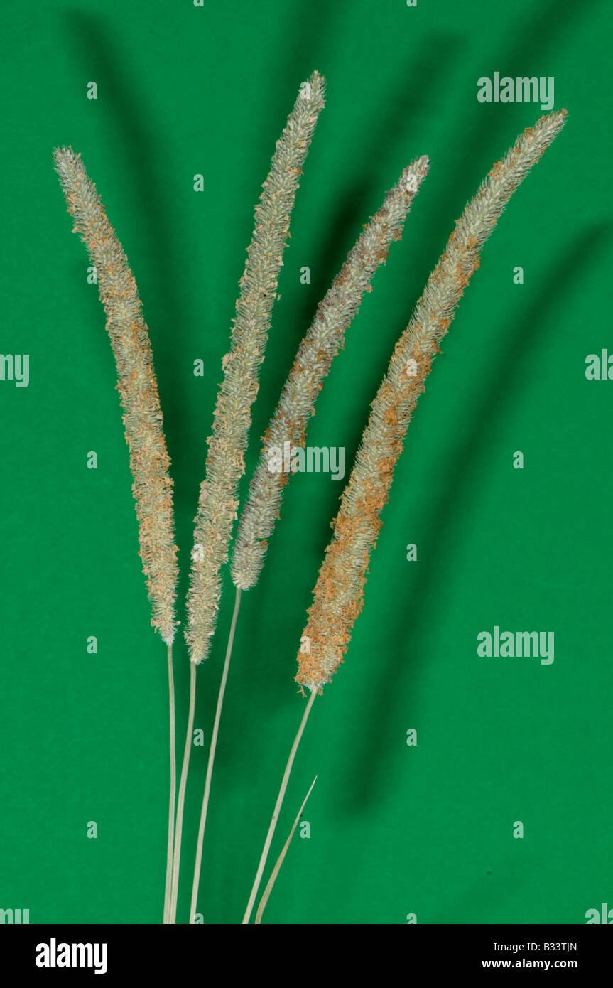 Timothy grass hi-res stock photography and images - Alamy