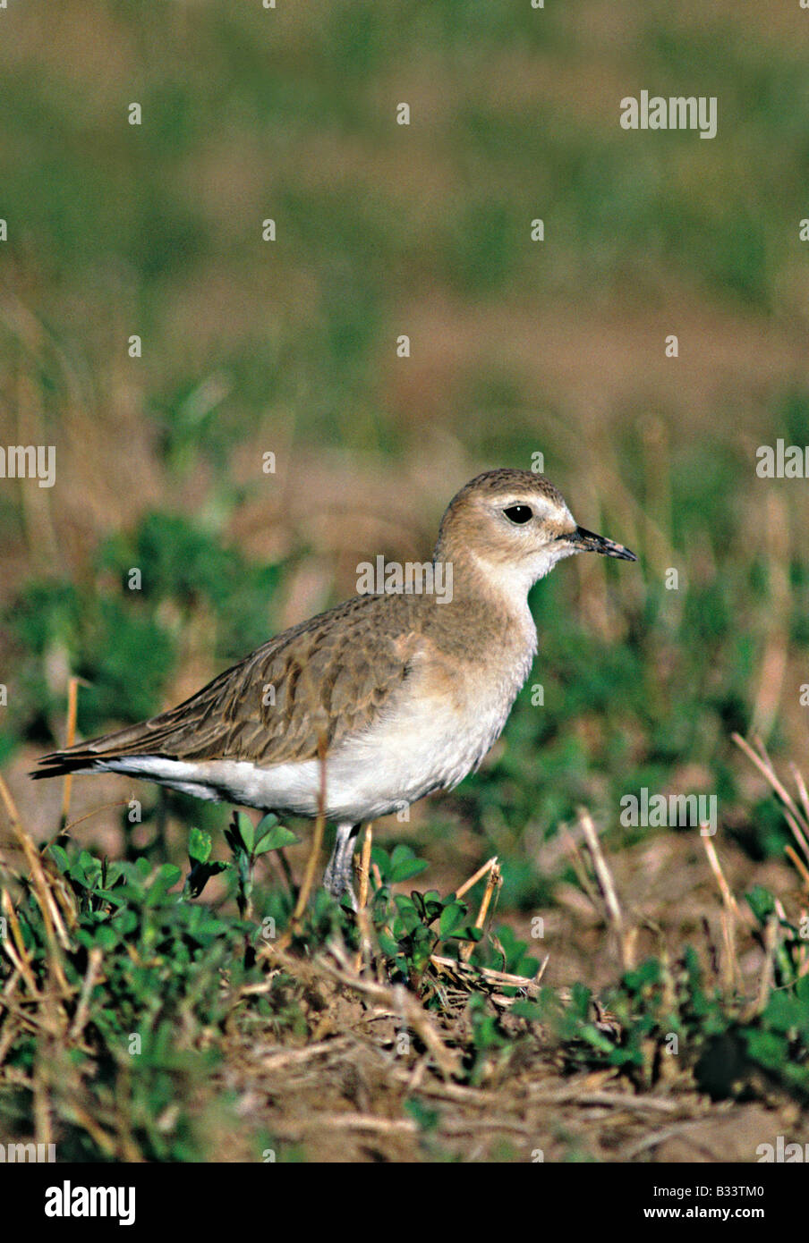 Mountain Plover Charadrius montanus Brawley CALIFORNIA United States ...