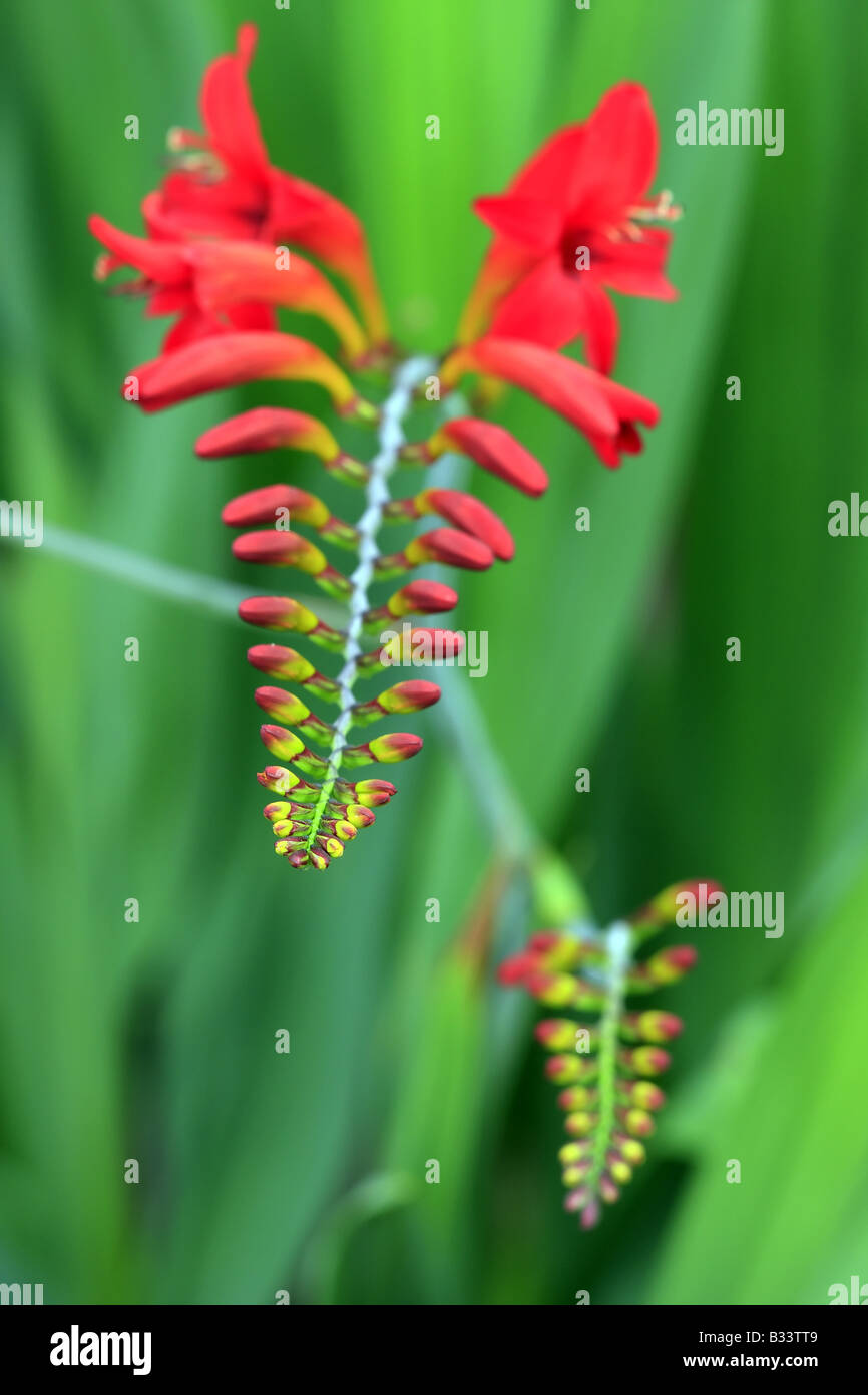 Tritonia hi-res stock photography and images - Alamy