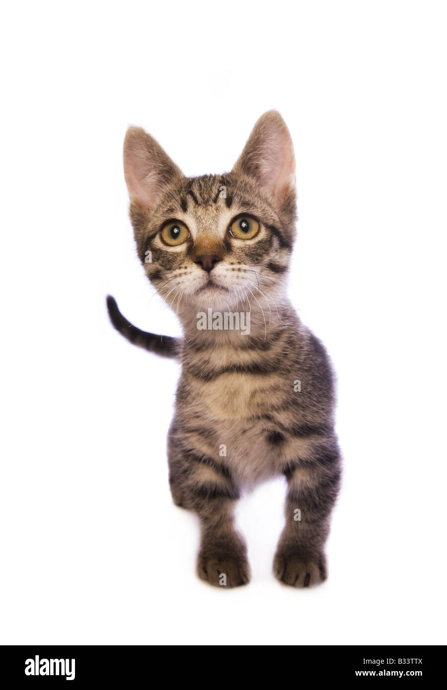 Cute tabby Munchkin cat with big gold eyes isolated on white background ...