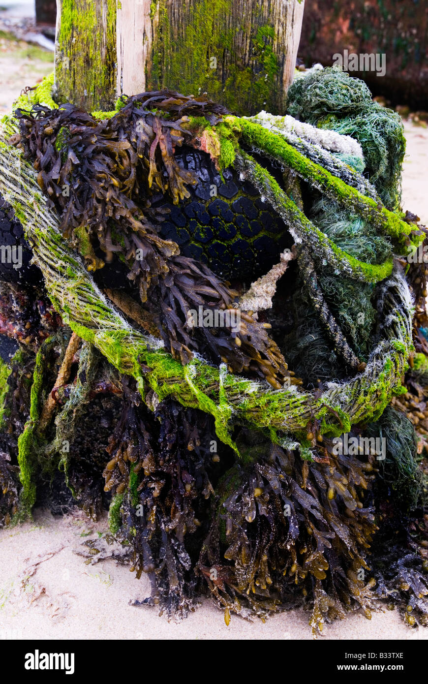 Seaweed and rope around an old wooden mooring post Stock Photo - Alamy