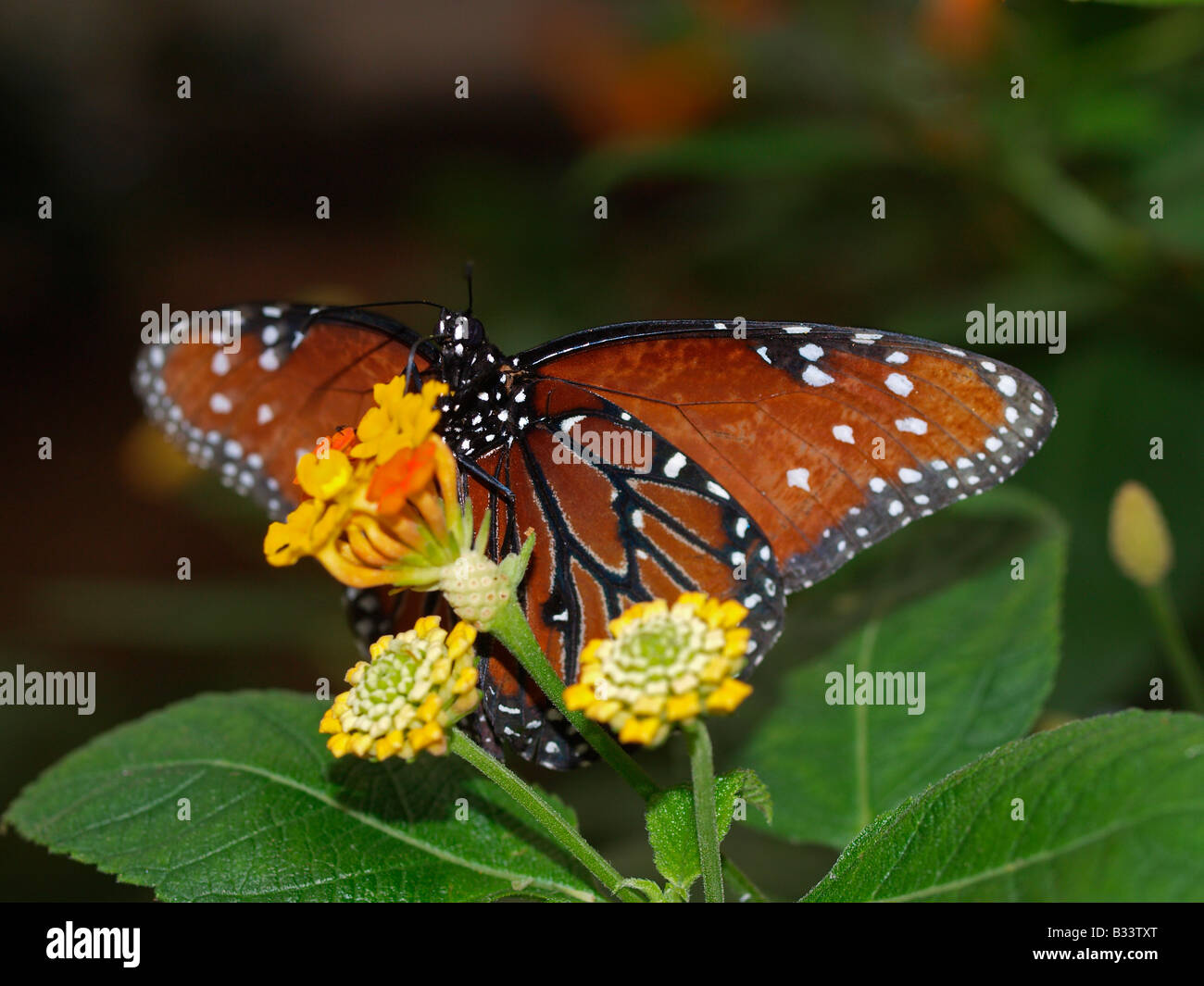 Queen butterfly danaus gilippus hi-res stock photography and images - Alamy