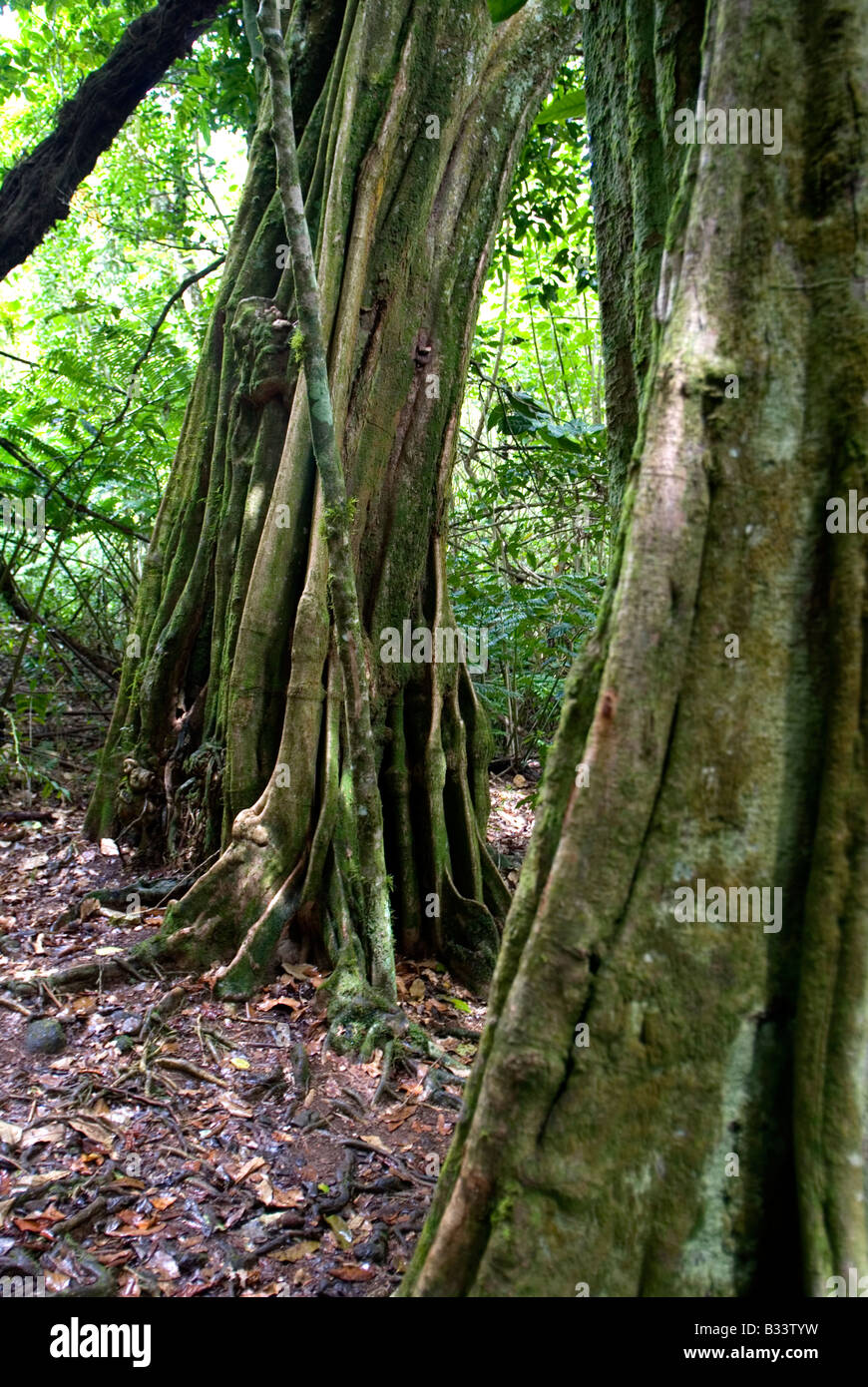 trees on trek to the needle, rarotonga, cook islands Stock Photo - Alamy