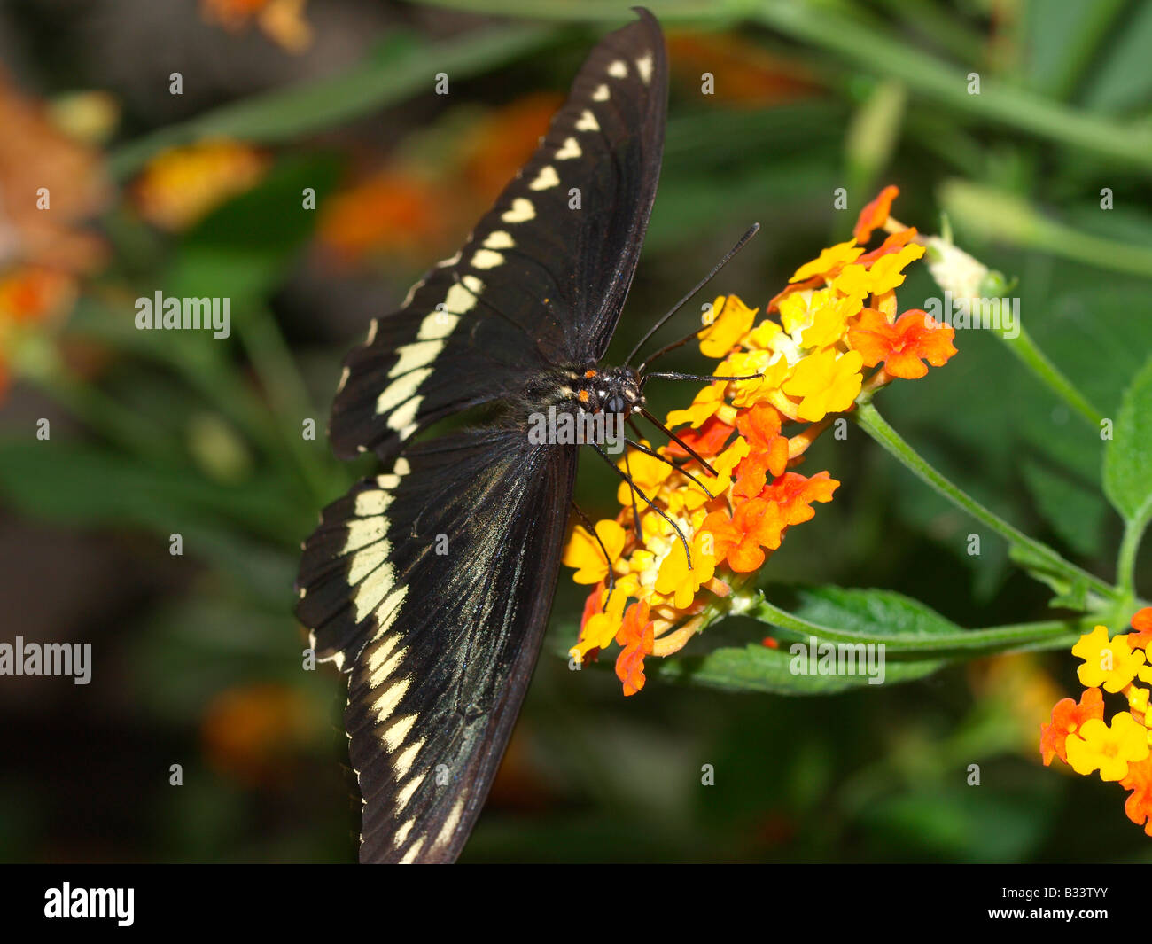 Black Swallowtail Butterfly Stock Photo - Alamy