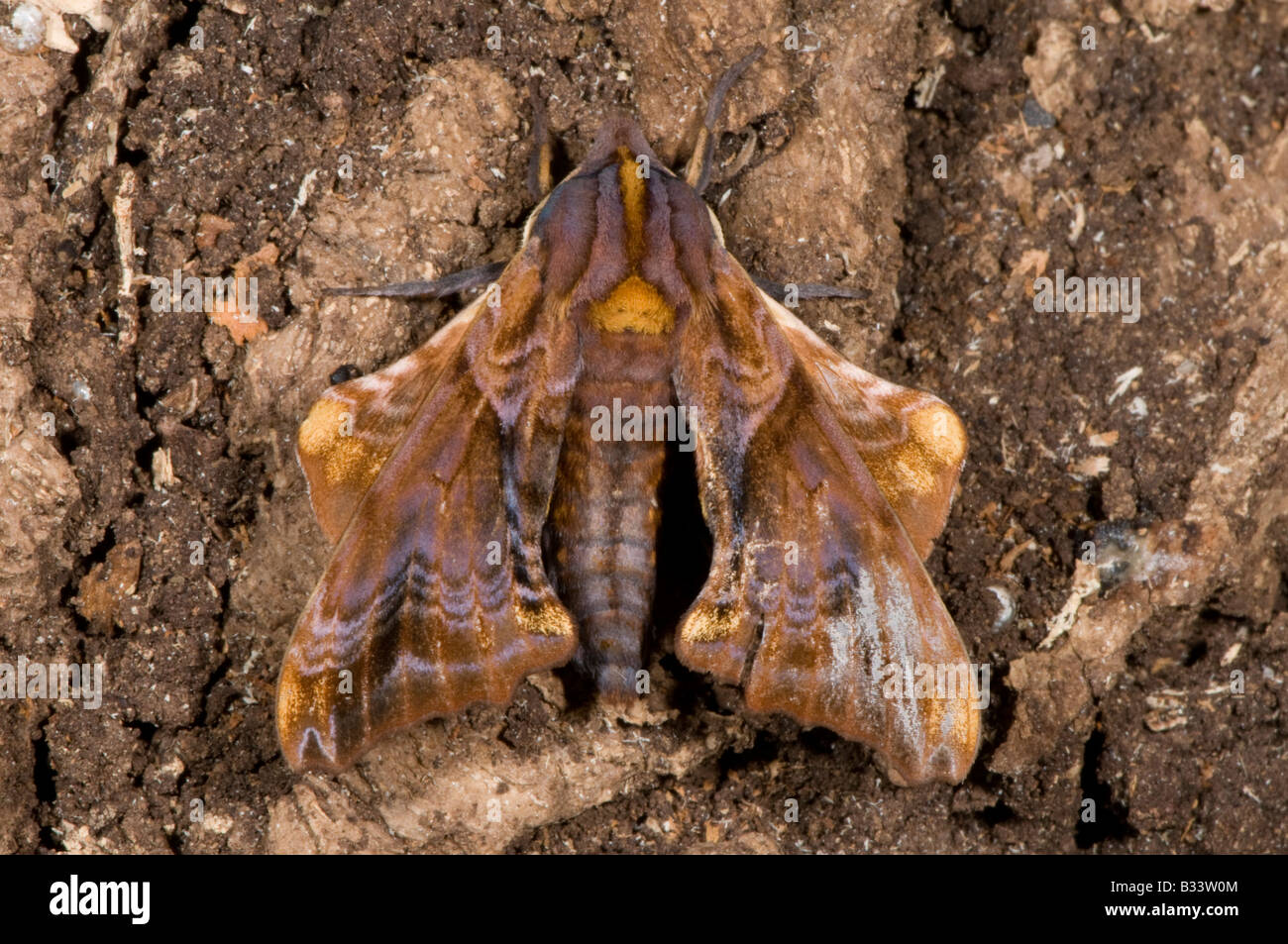 Sphinx moth hi-res stock photography and images - Alamy
