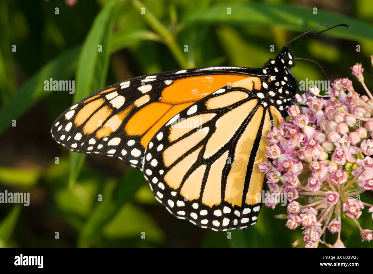 Monarch butterfly danaus plexippus milkweed hi-res stock photography ...