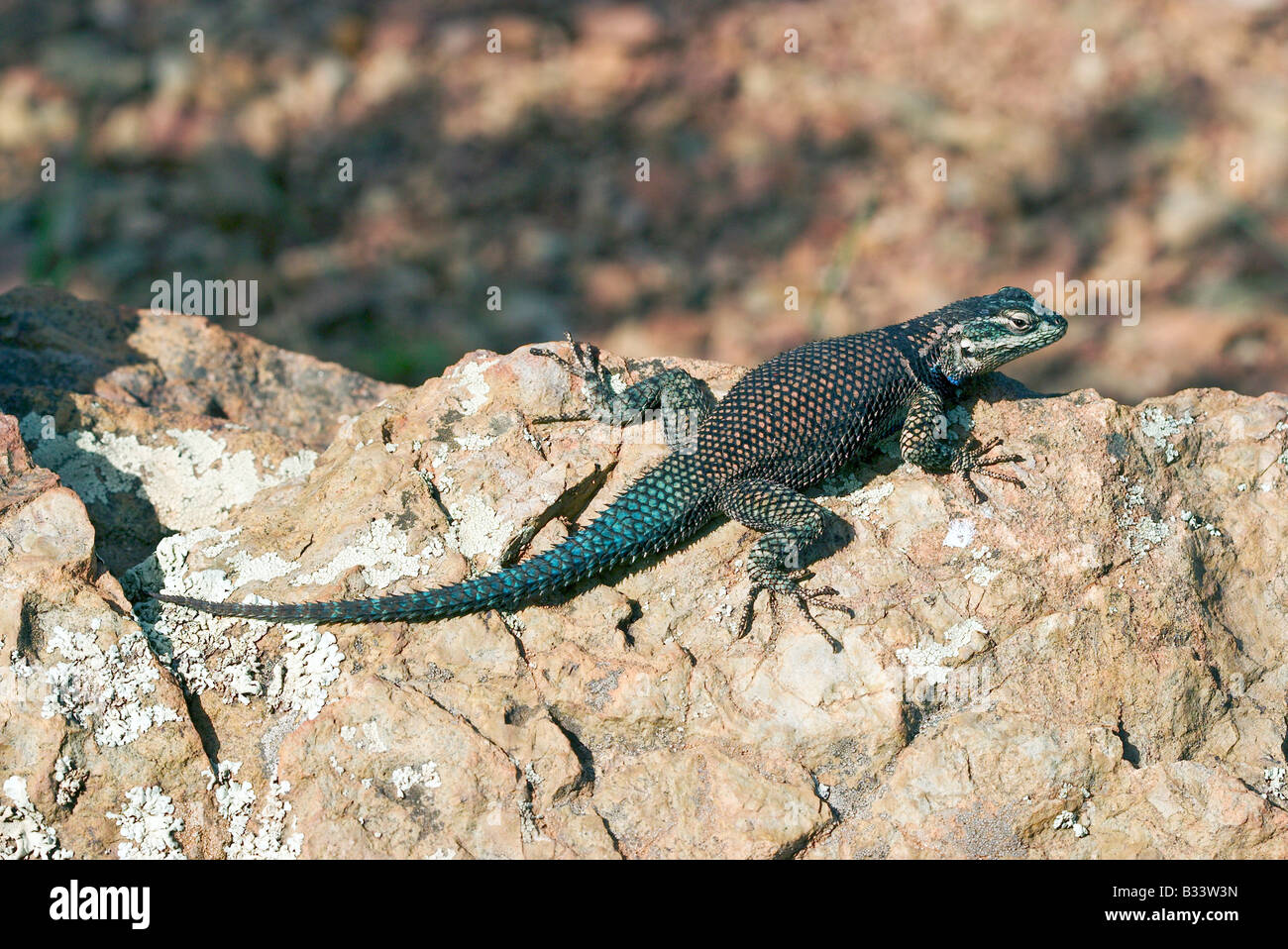 Mountain Spiny Lizard Sceloporus jarrovii Stock Photo - Alamy