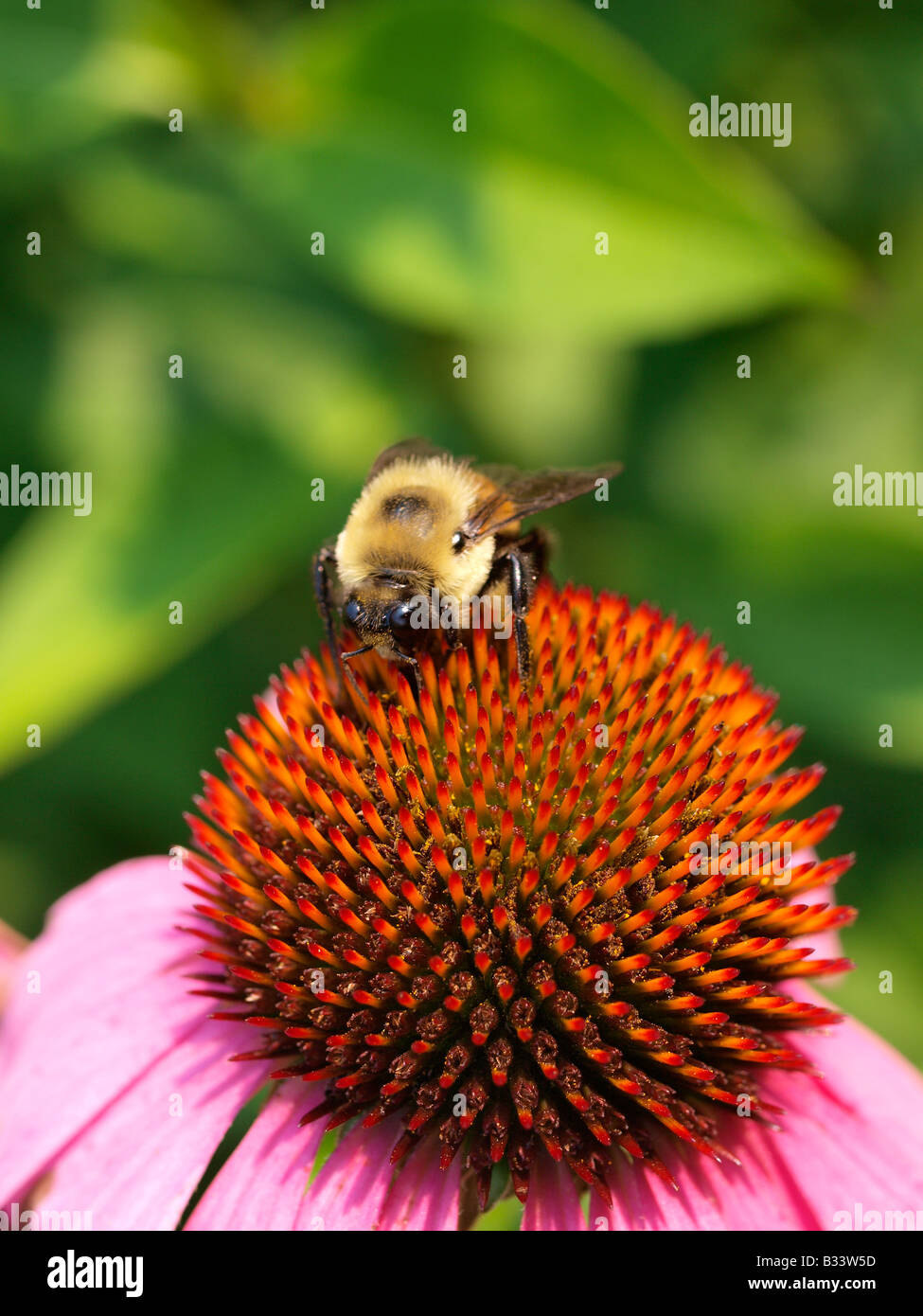 bee on Echinacea cone flower in garden in Central Park Stock Photo - Alamy