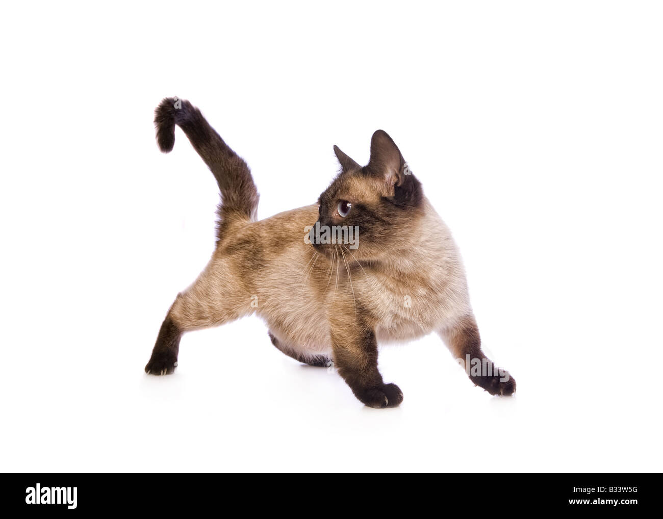 Cute seal point Munchkin cat isolated on white background Stock Photo ...