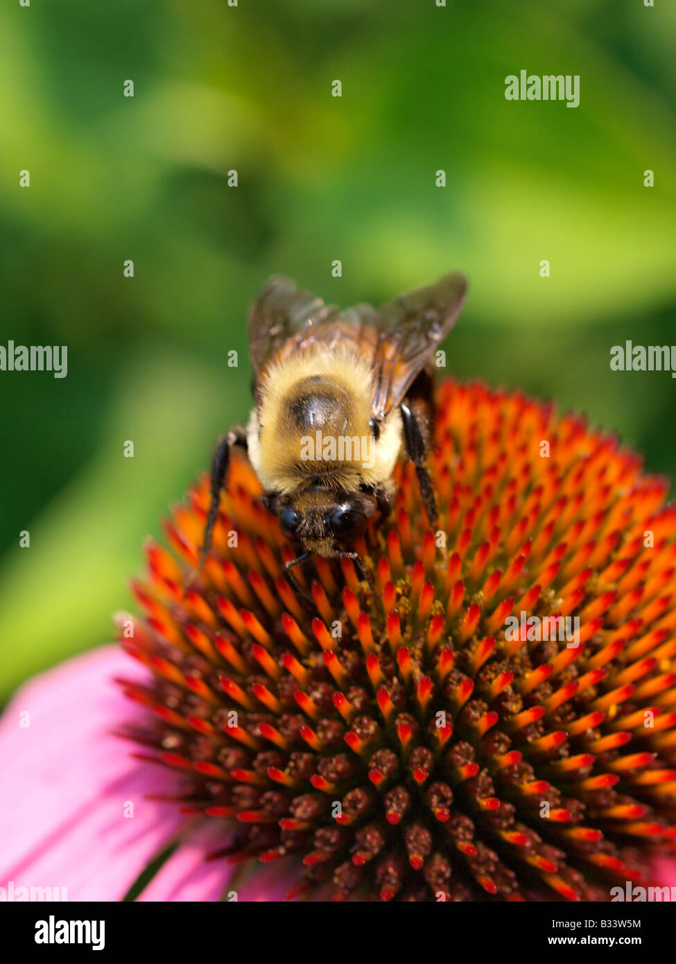 bee on Echinacea cone flower in Garden in Central Park Stock Photo - Alamy