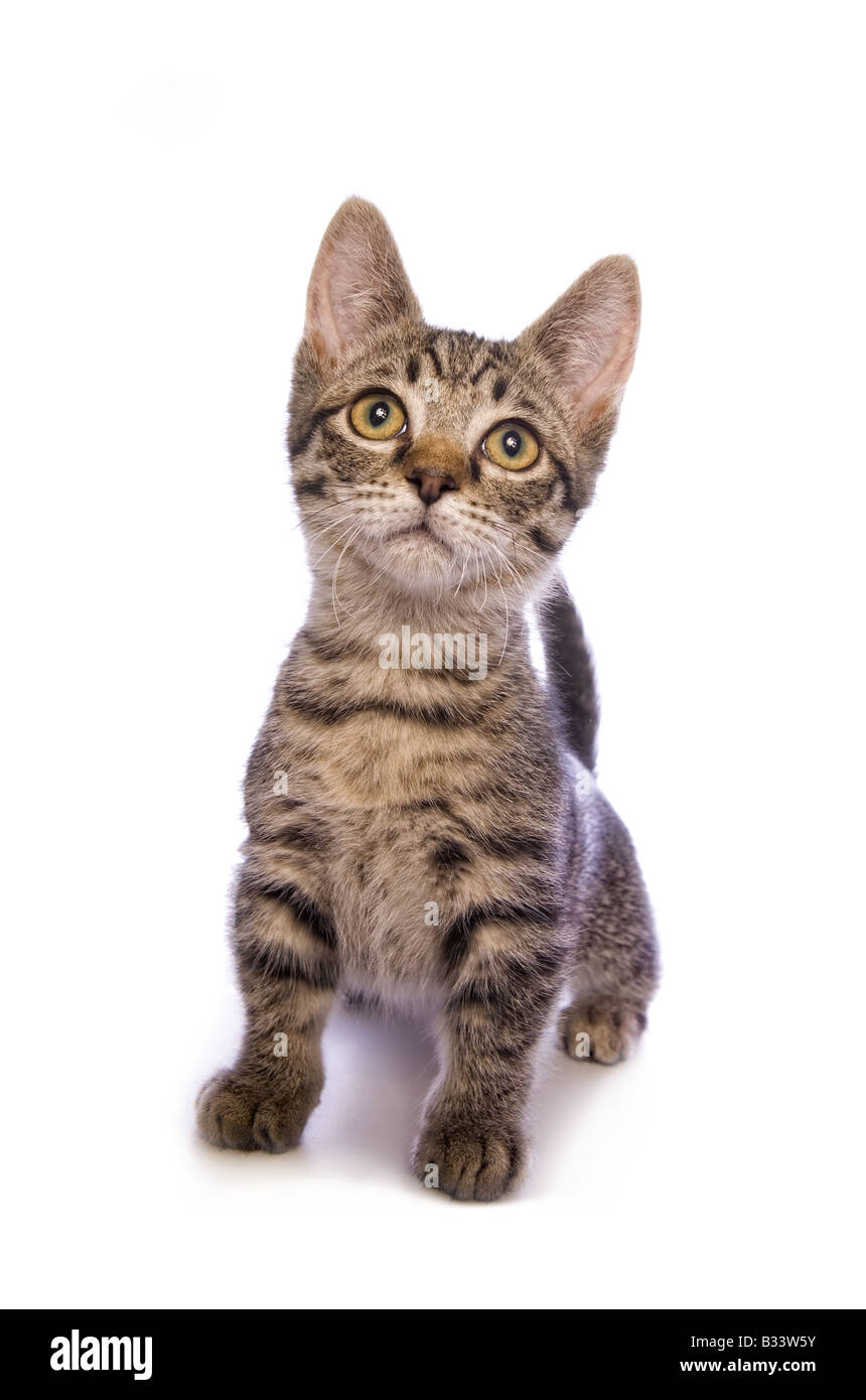Cute tabby Munchkin cat with big gold eyes isolated on white background ...