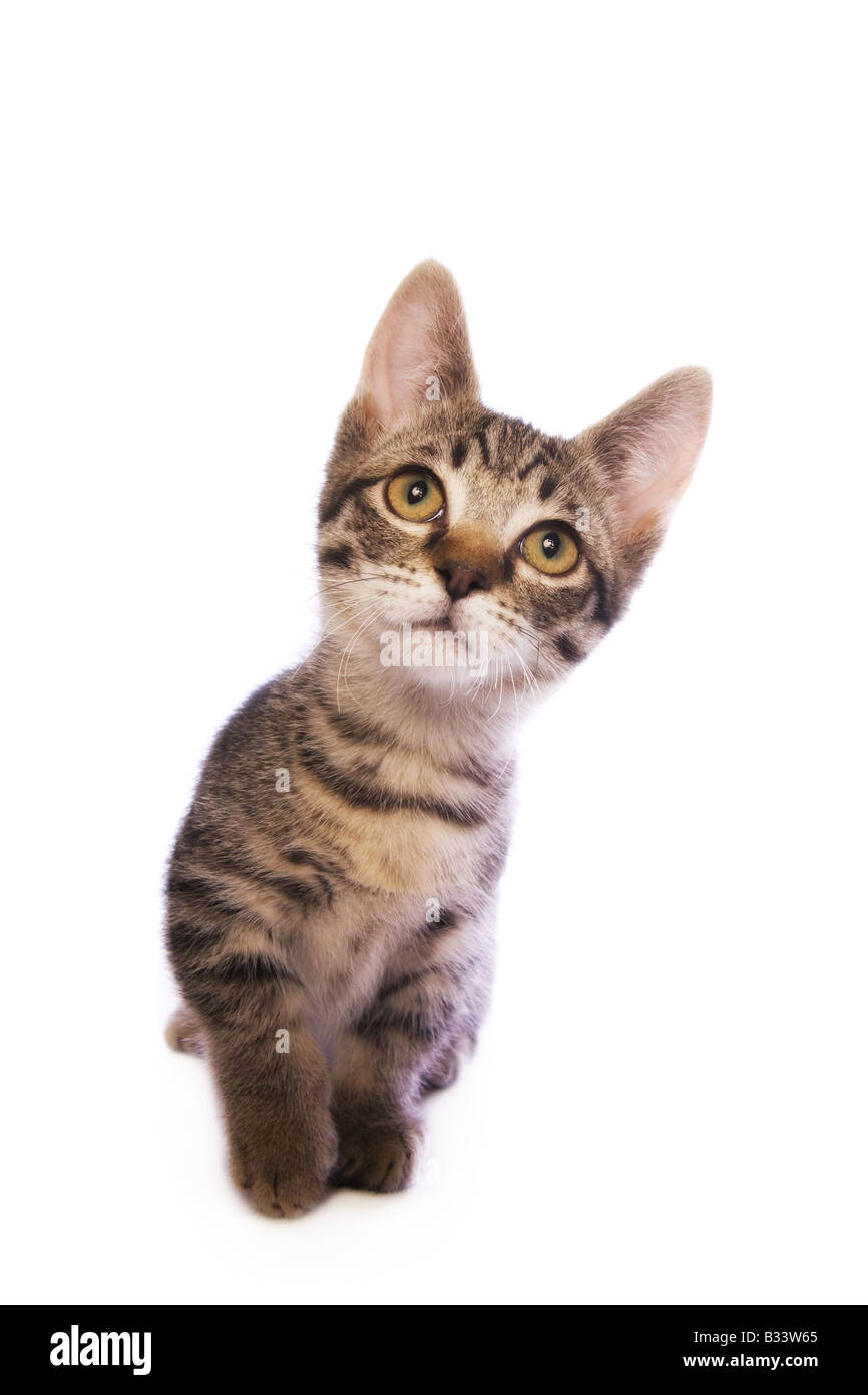 Cute tabby Munchkin cat with big gold eyes isolated on white background ...