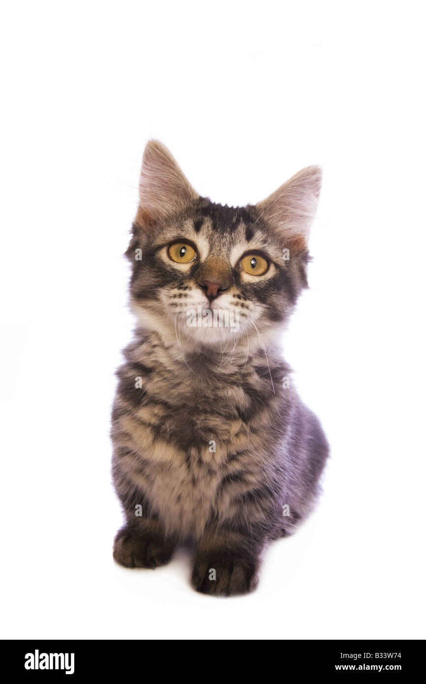 Cute tabby Munchkin cat with big gold eyes isolated on white background ...