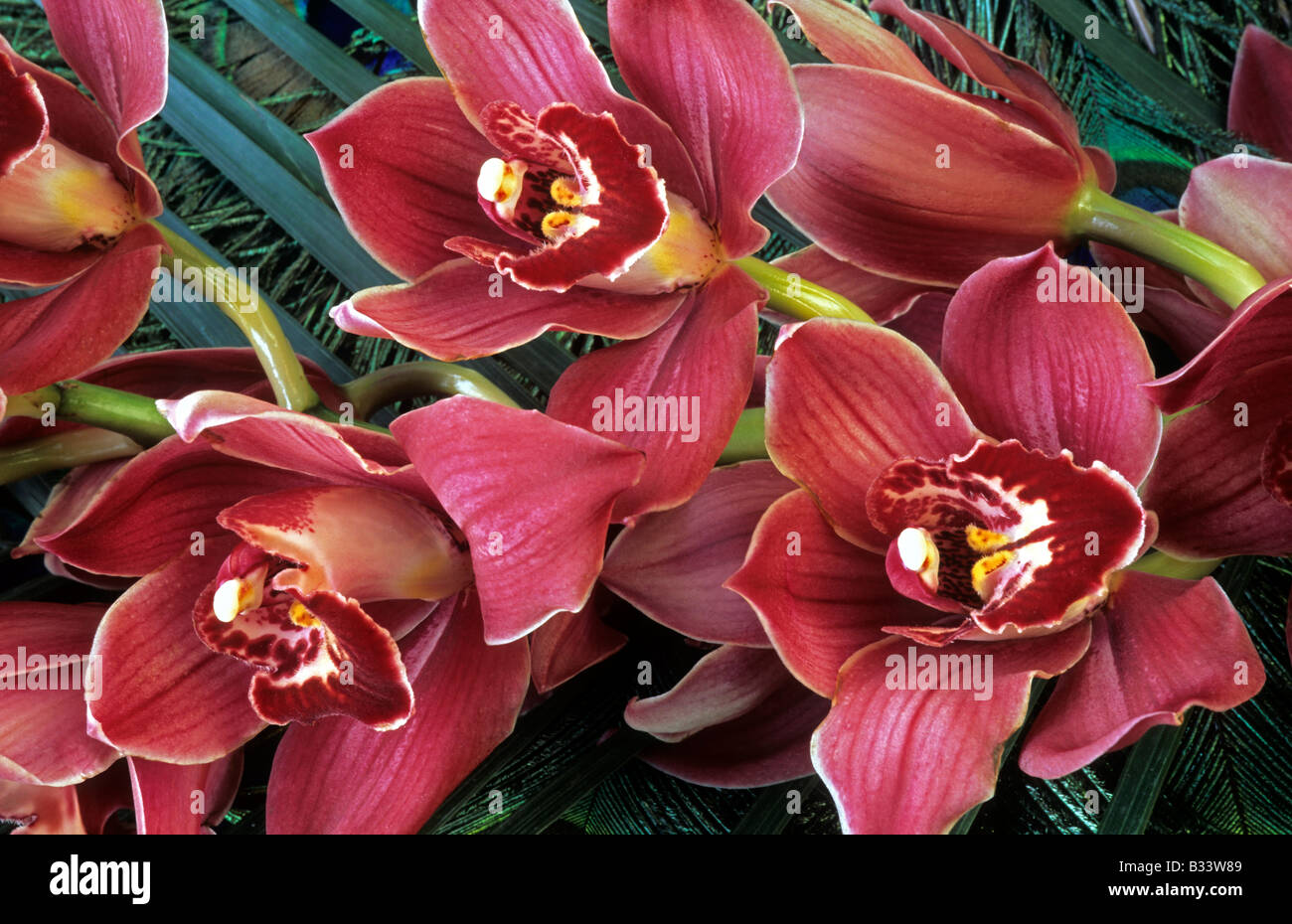 Cymbidium plants hi-res stock photography and images - Alamy