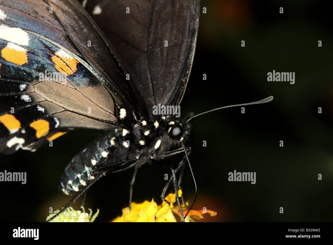 Black swallowtail butterfly species hi-res stock photography and images ...