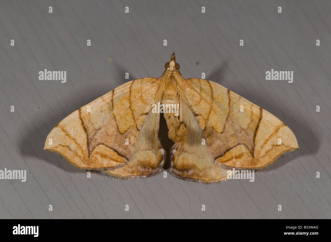 Grapevine looper moth Stock Photo - Alamy