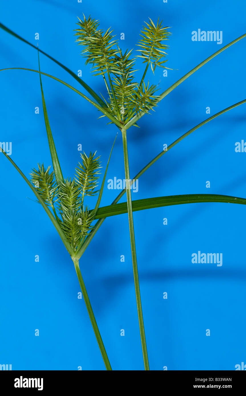 nut sedge Cyperus esculenta yellow nut grass Sedge family Cyperaceae ...