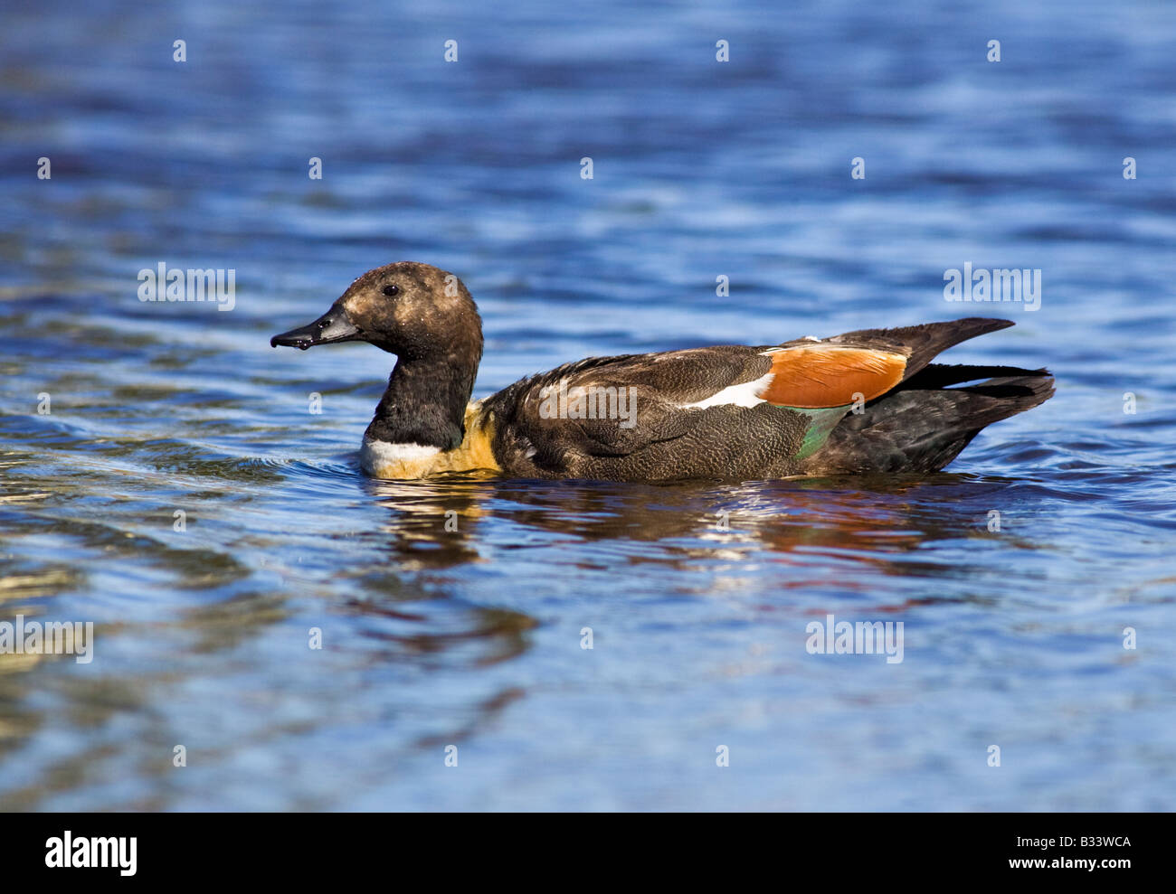 Australian shelducks hi-res stock photography and images - Alamy