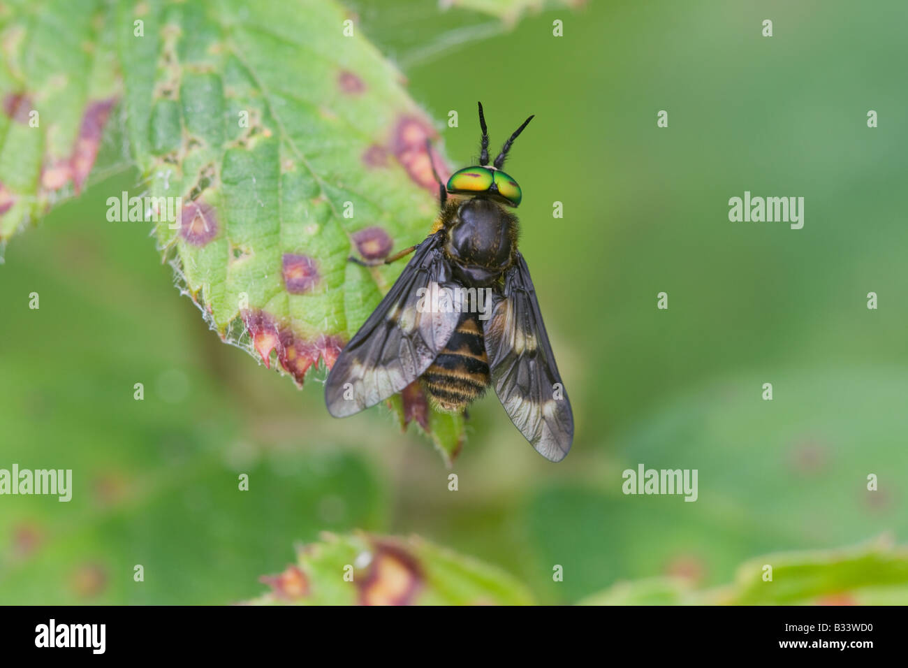 Thunder-fly Chrysops relictus adult fly perched on a Bramble leaf Stock ...