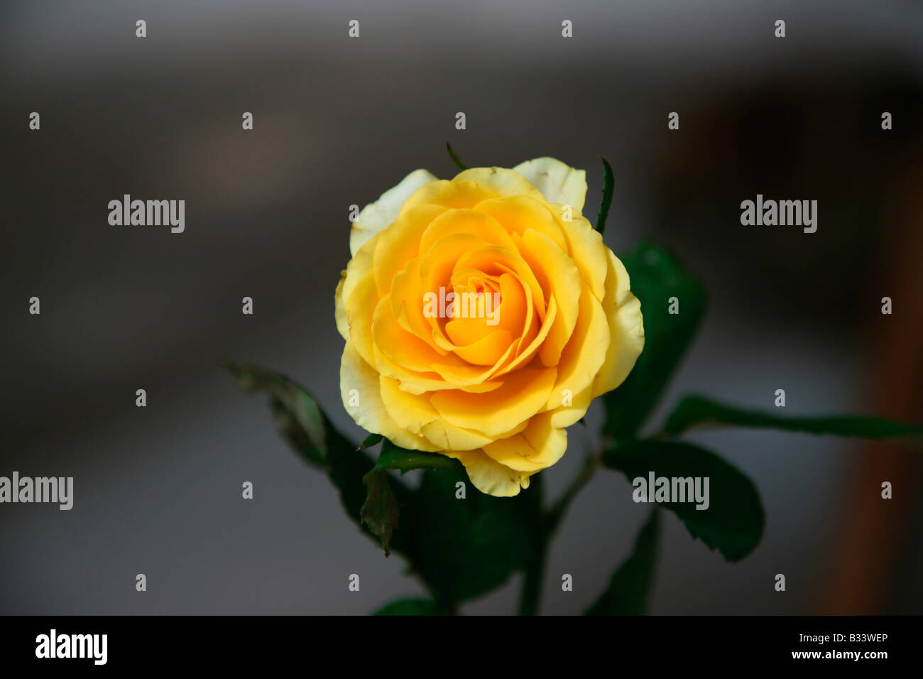 A yellow rose flower Stock Photo - Alamy