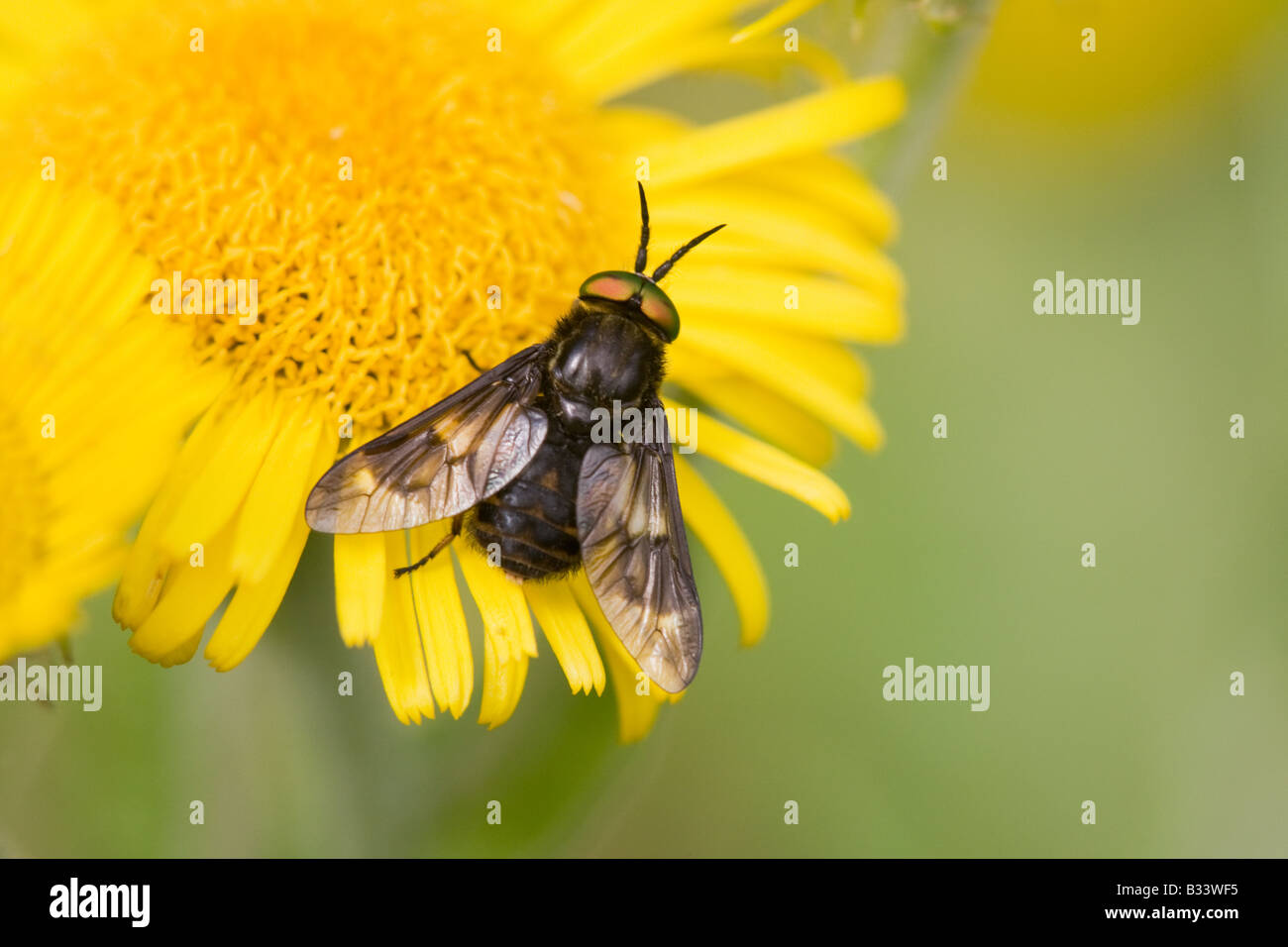 Thunder-fly Chrysops relictus adult fly perched on a Fleabane flower ...