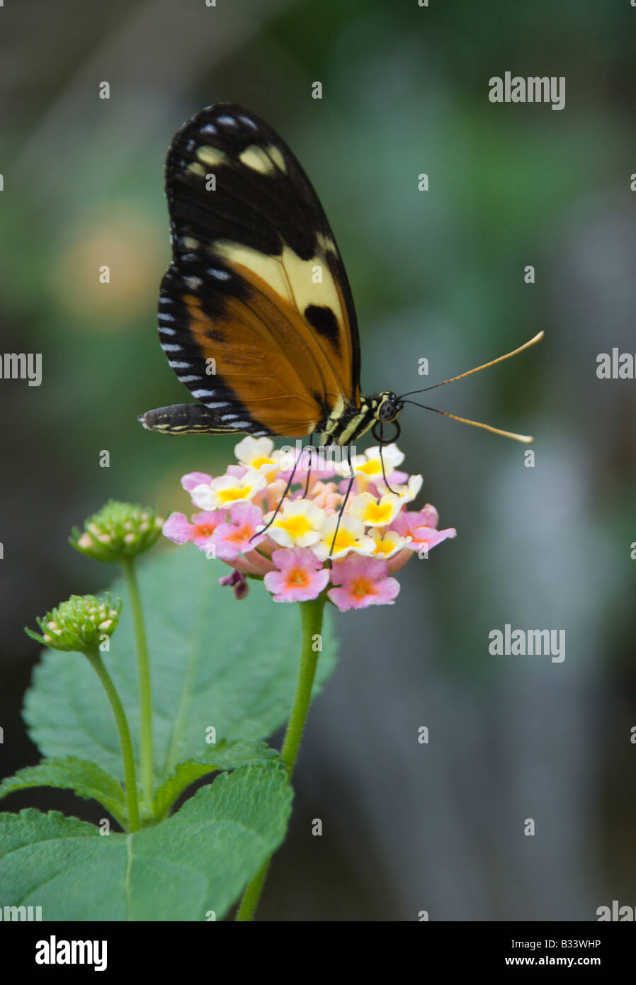 Heliconian longwing butterfly Stock Photo - Alamy