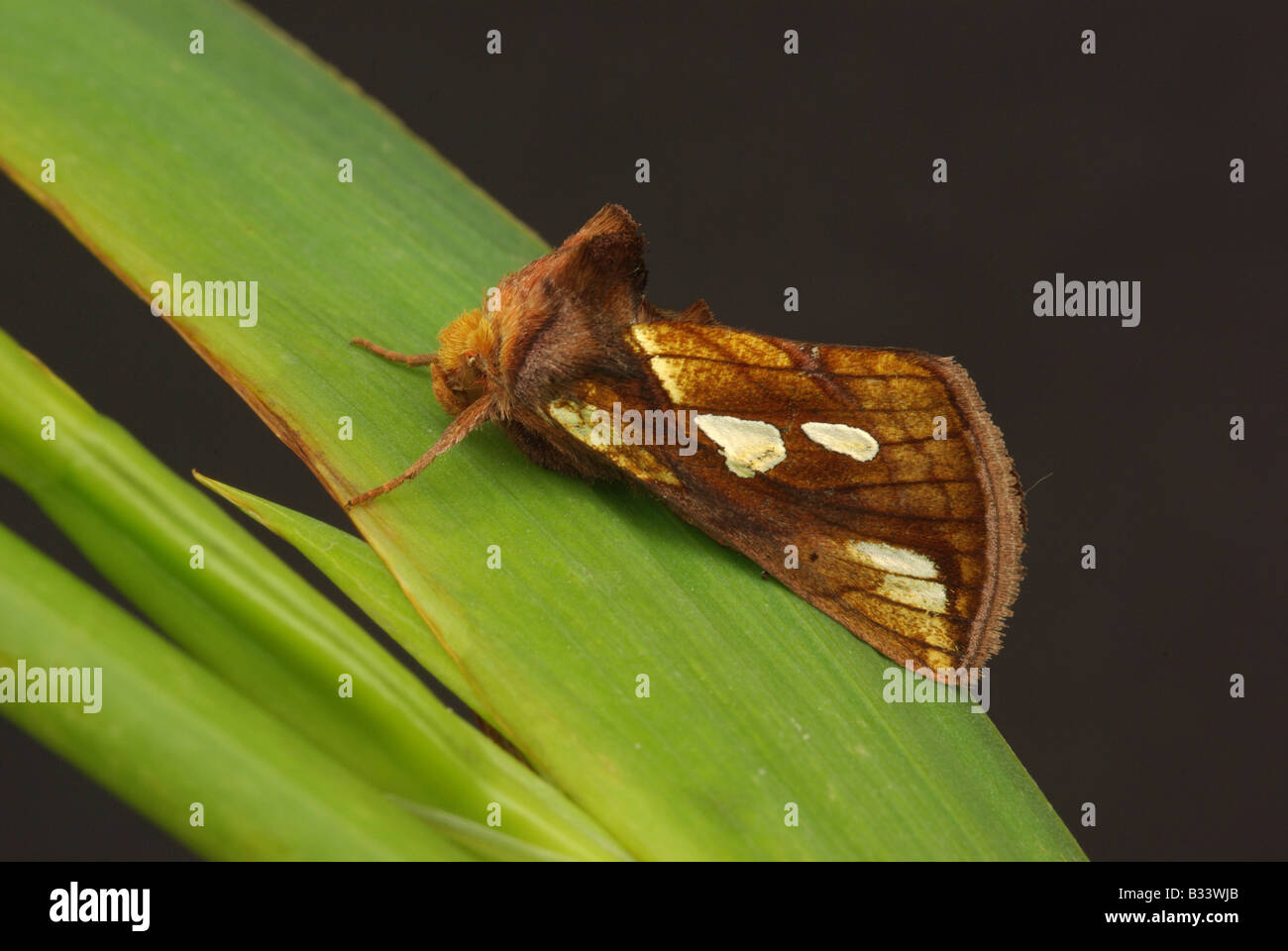 Gold Spot (Plusia festucae), a common British moth Stock Photo - Alamy