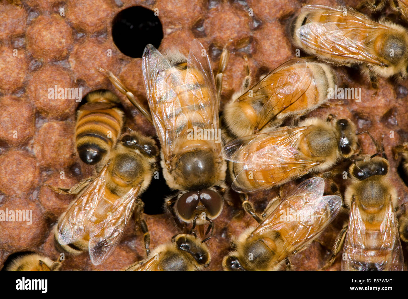 honeybee drone bee male Stock Photo - Alamy
