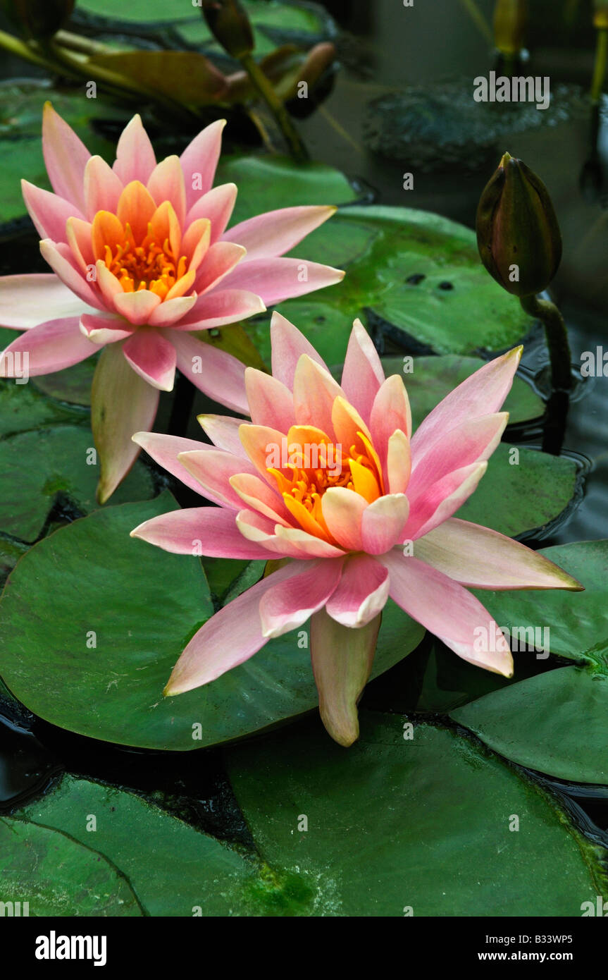 Water lily Nymphaea Stock Photo - Alamy