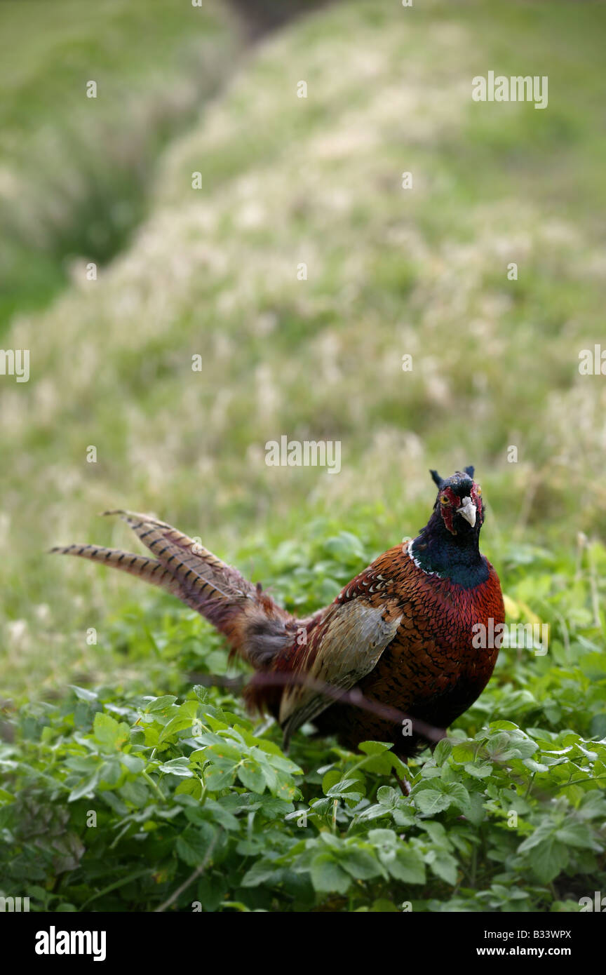 Lidfe size hi-res stock photography and images - Alamy