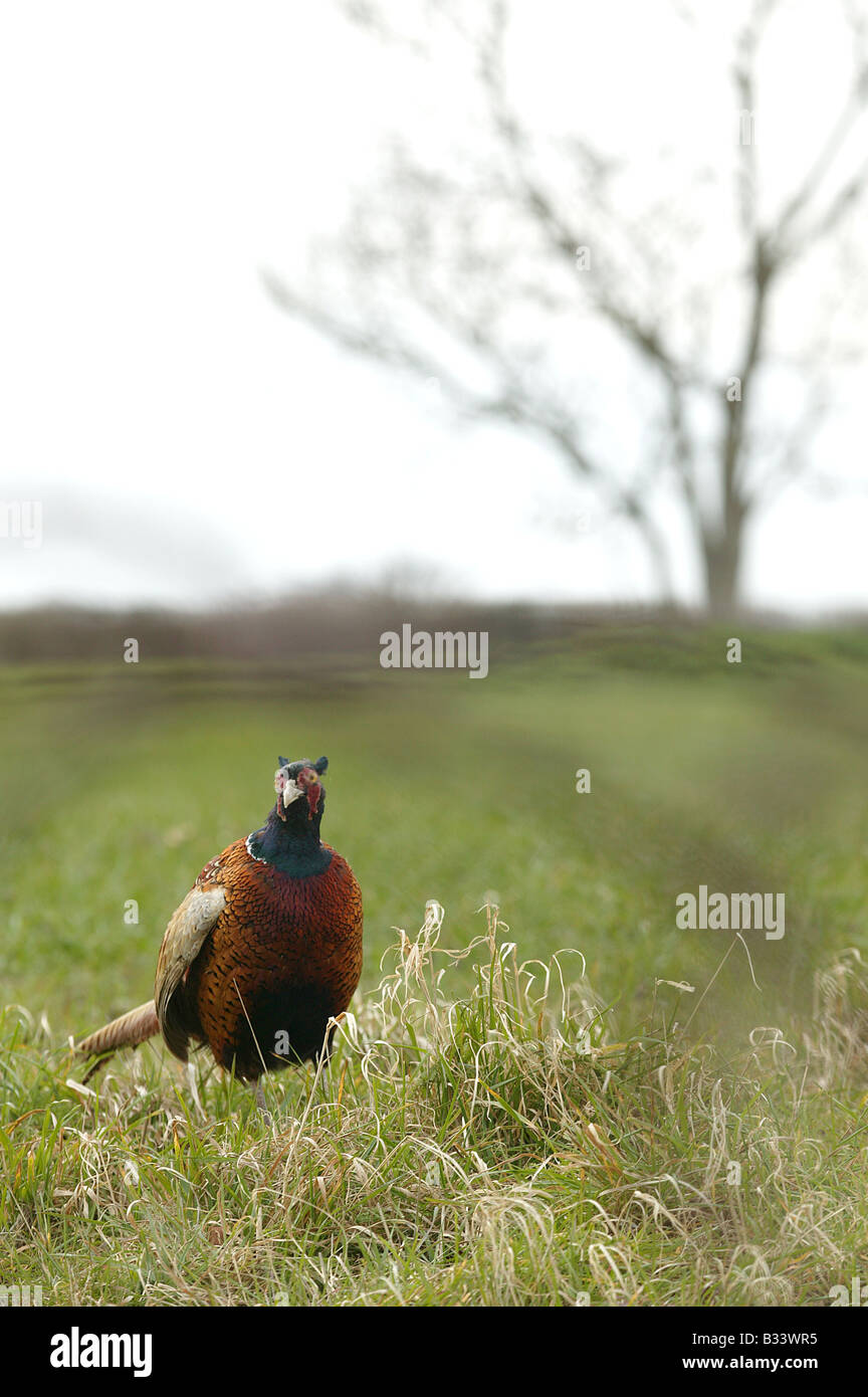 Pheasant in a tree hi-res stock photography and images - Alamy