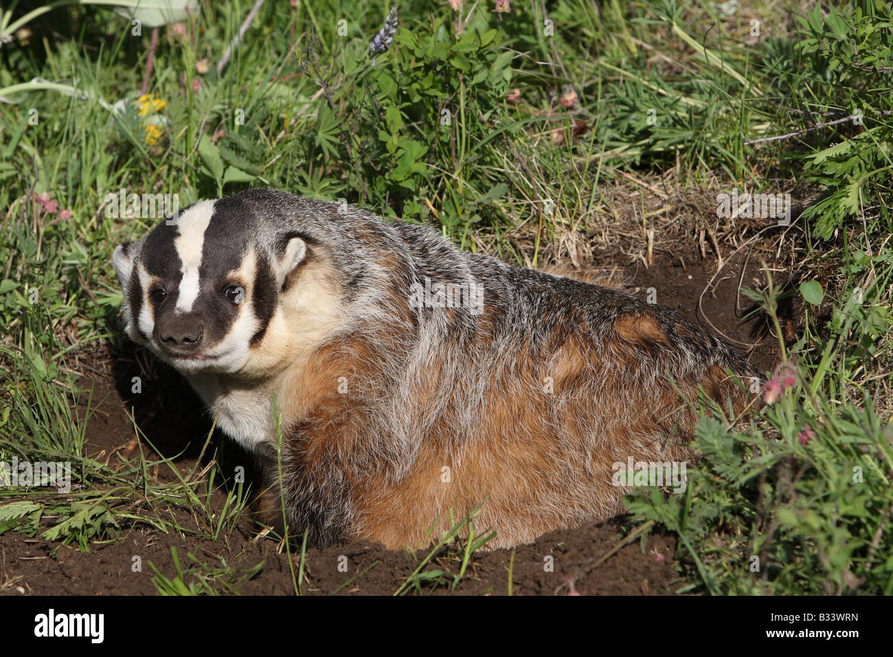 Badger set hi-res stock photography and images - Alamy