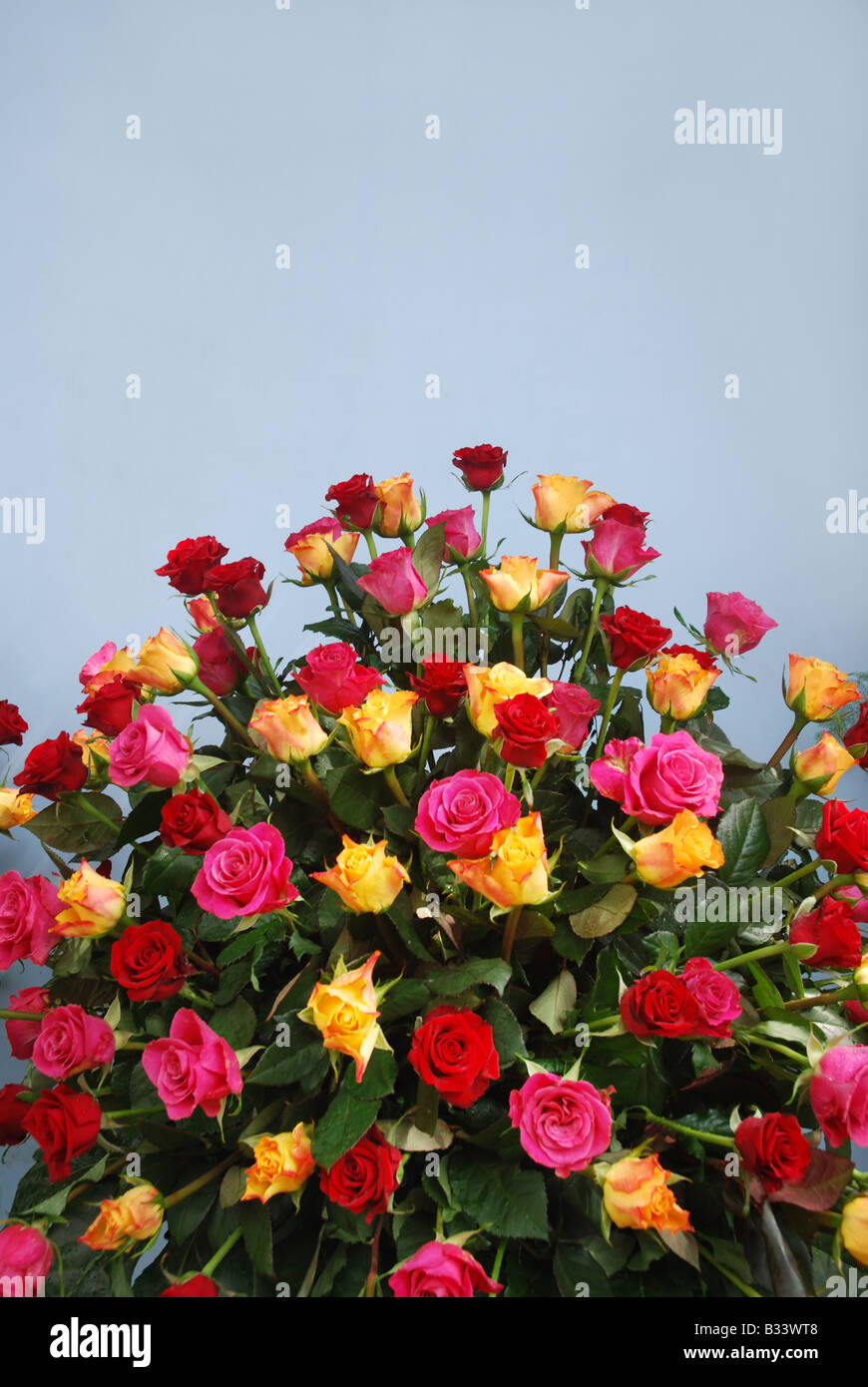 flower display at bi annual Rose festival Lottum Limburg Netherlands ...