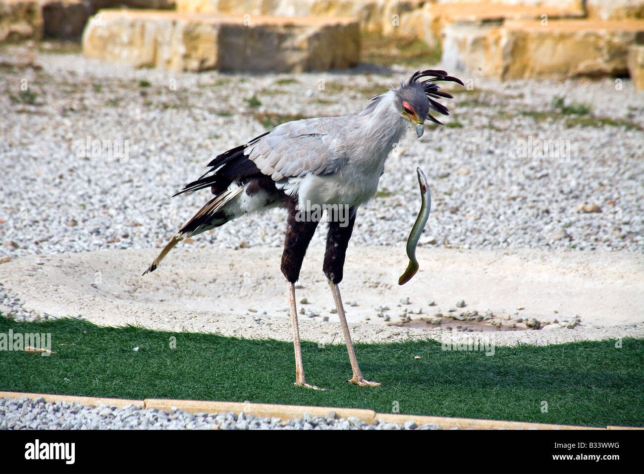 Secretary bird hi-res stock photography and images - Alamy