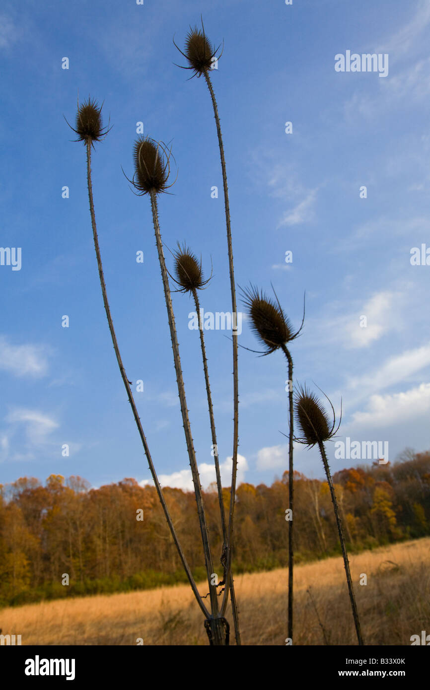 Teasel Plant (Dipsacus fullonium) against a blue autumn sky with golden ...
