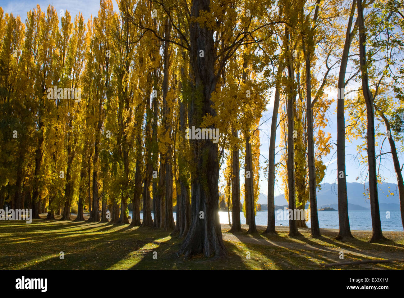 The sun shines through Poplar trees on the shores of Lake Wanaka in ...