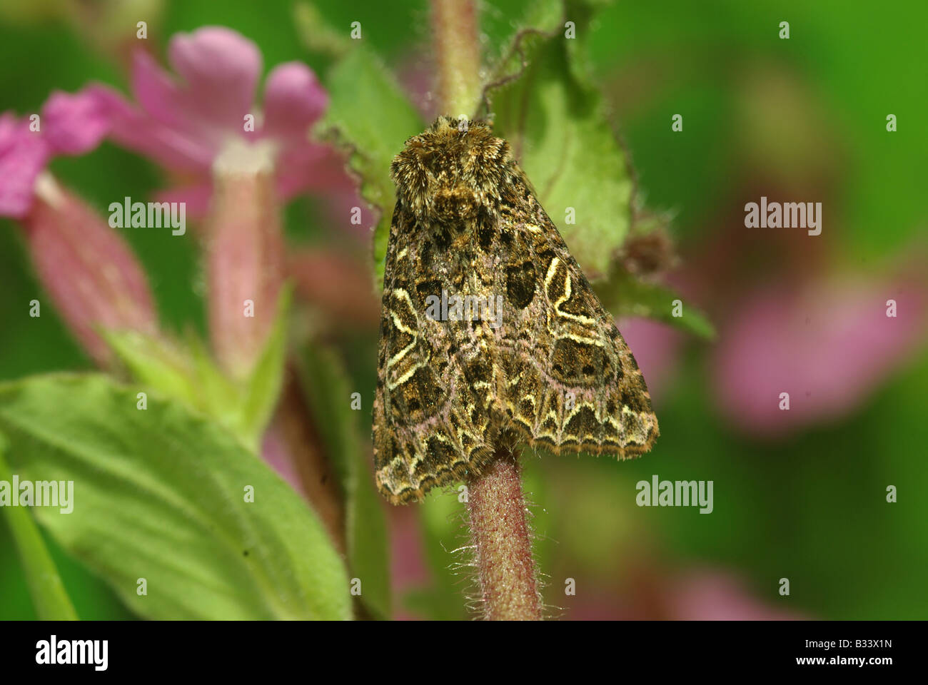 The Campion Hadena rivularis, a common British moth Stock Photo - Alamy