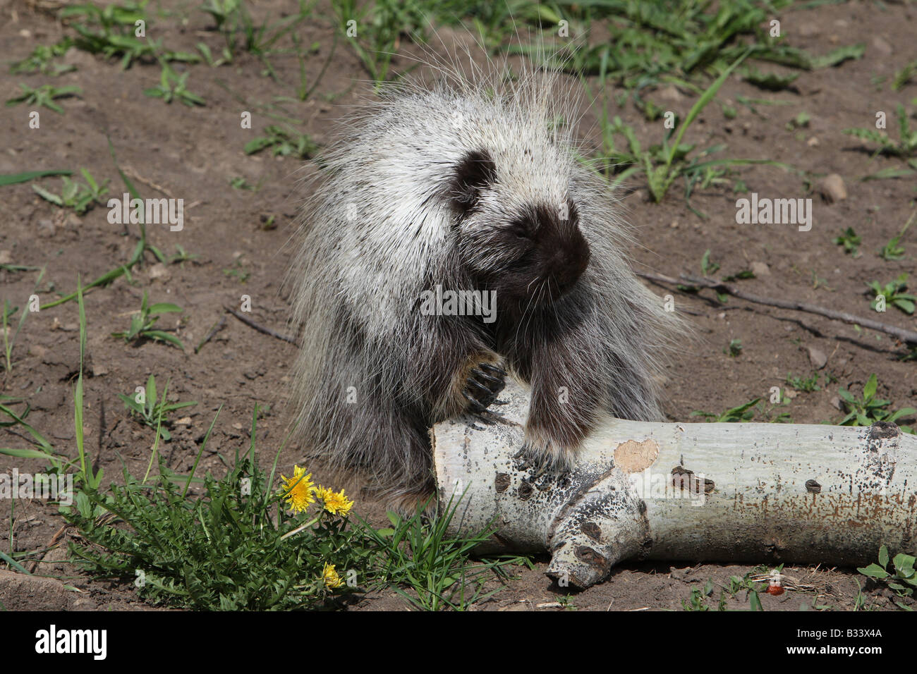 North american porcupine alaska hi-res stock photography and images - Alamy