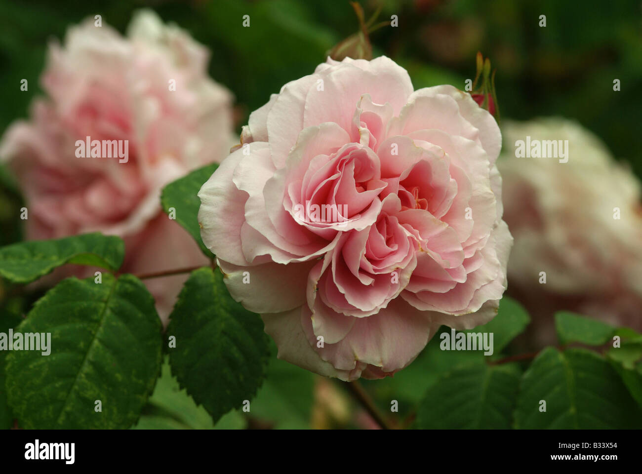Rosa FRITZ NOBIS, a cultivated variety of rose Stock Photo - Alamy