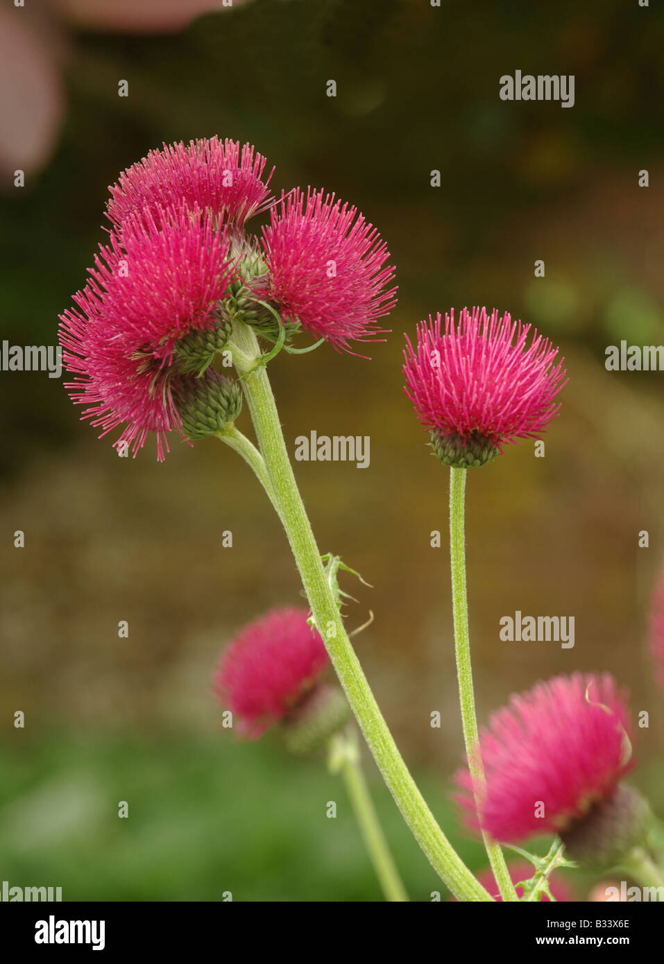 Cirsium rivulare hi-res stock photography and images - Alamy