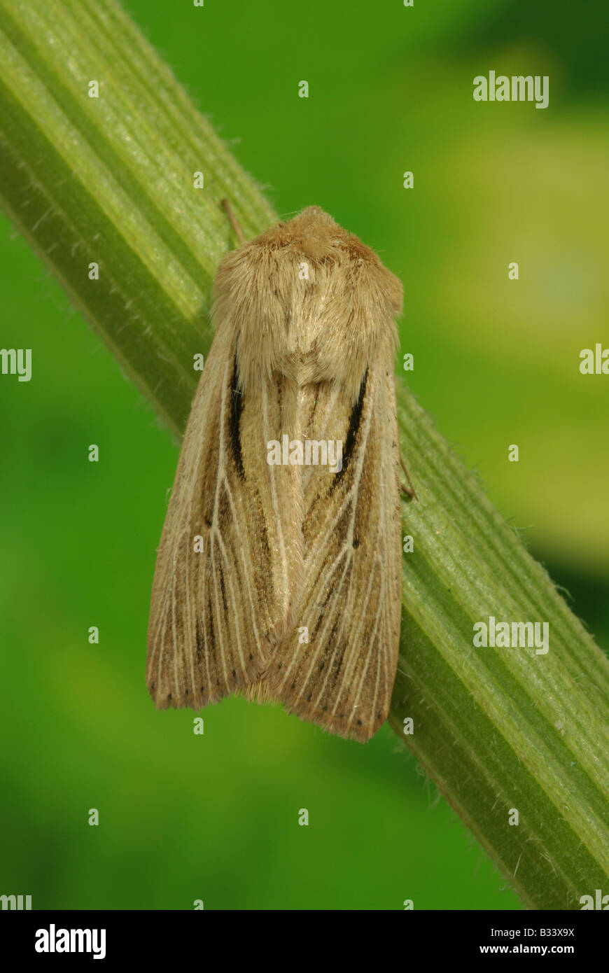 Common Wainscot Moth High Resolution Stock Photography and Images - Alamy