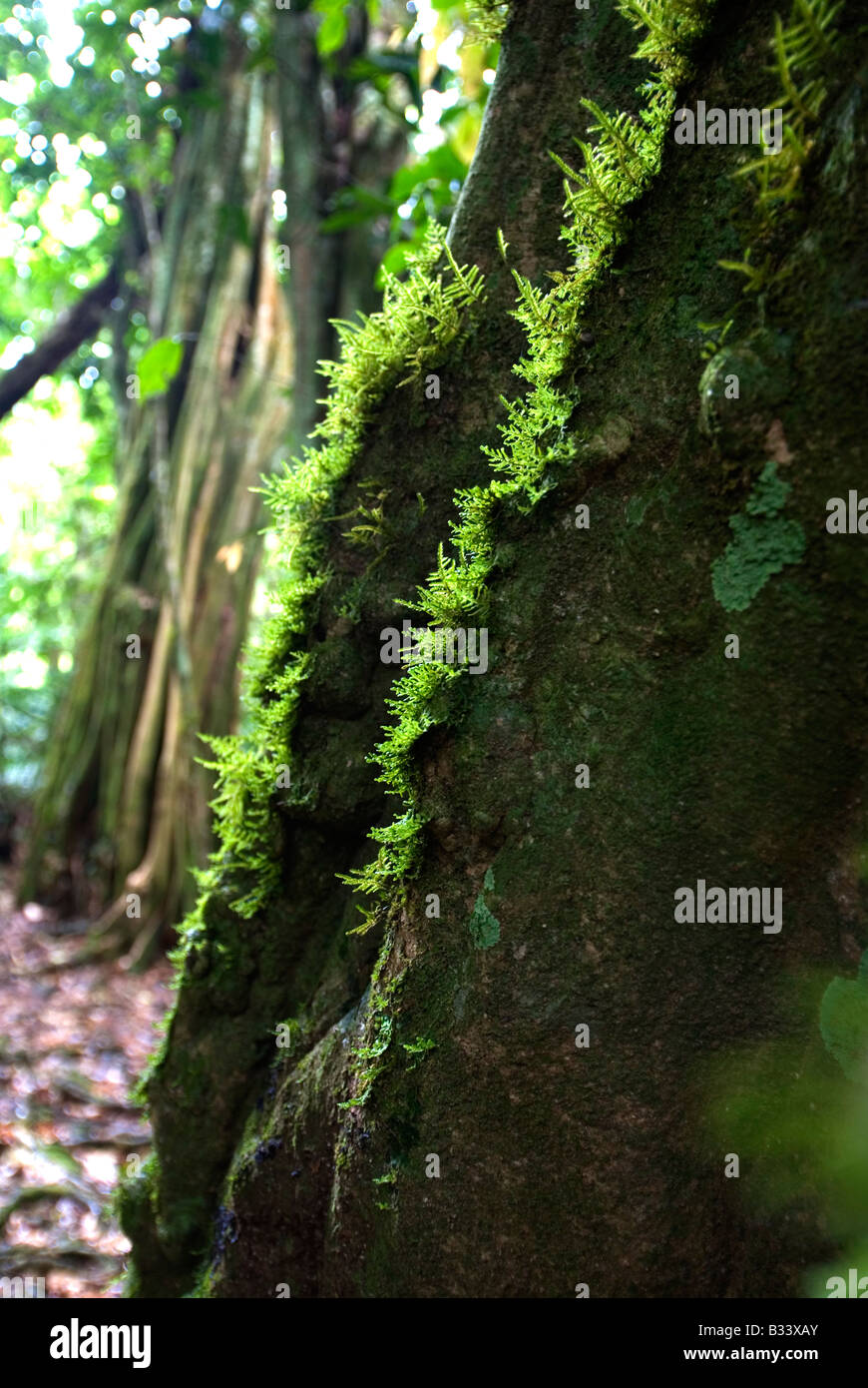 trees on trek to the needle, rarotonga, cook islands Stock Photo - Alamy