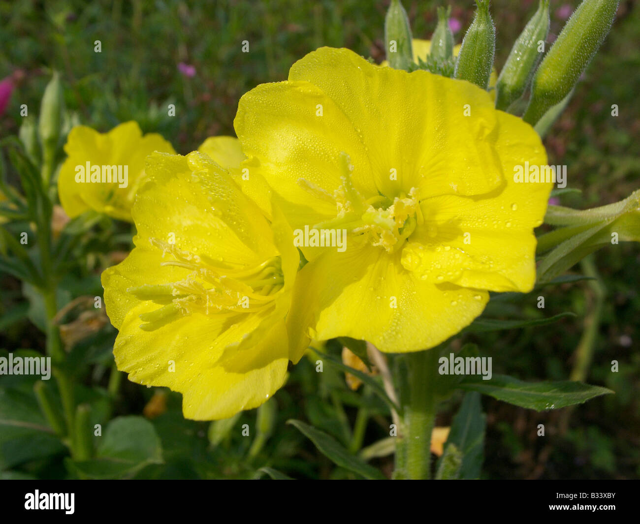 Evening primrose Oenothera biennis Stock Photo - Alamy