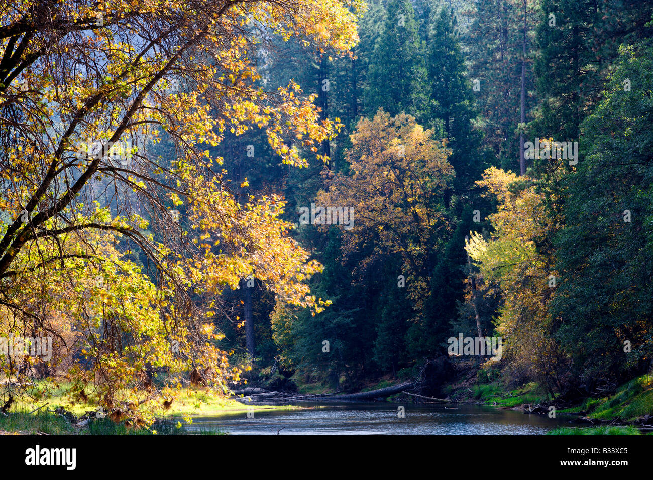 Fall color highlights the banks of the Merced River in Yosemite Valley ...