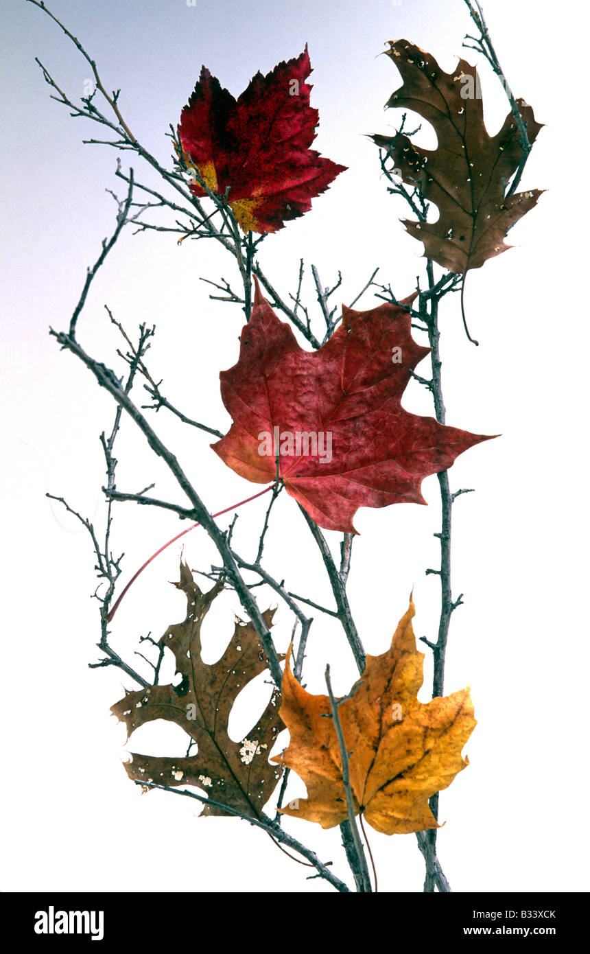 branch with fall leaves Stock Photo - Alamy