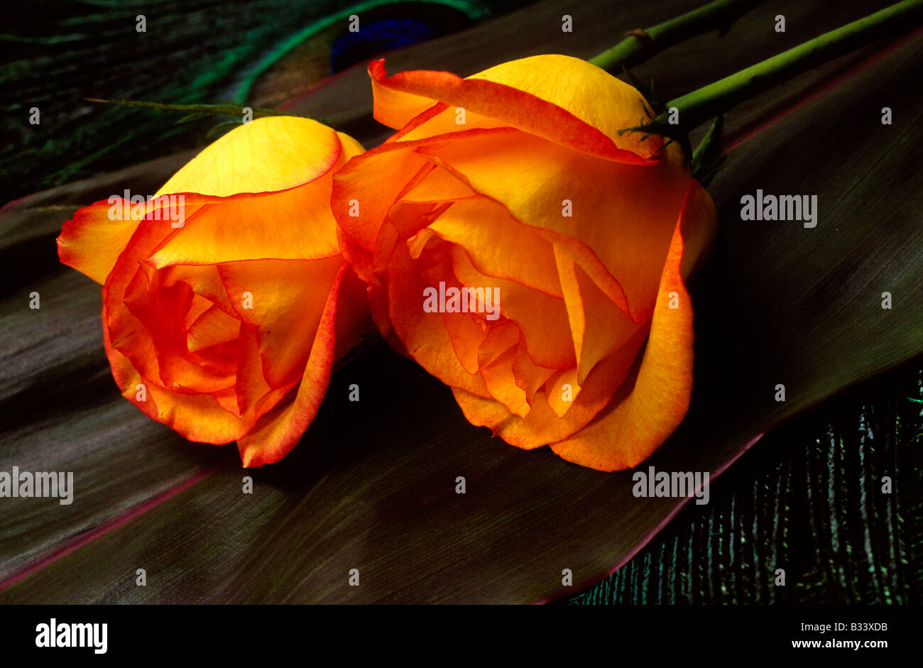 Still life with yellow roses hi-res stock photography and images - Alamy