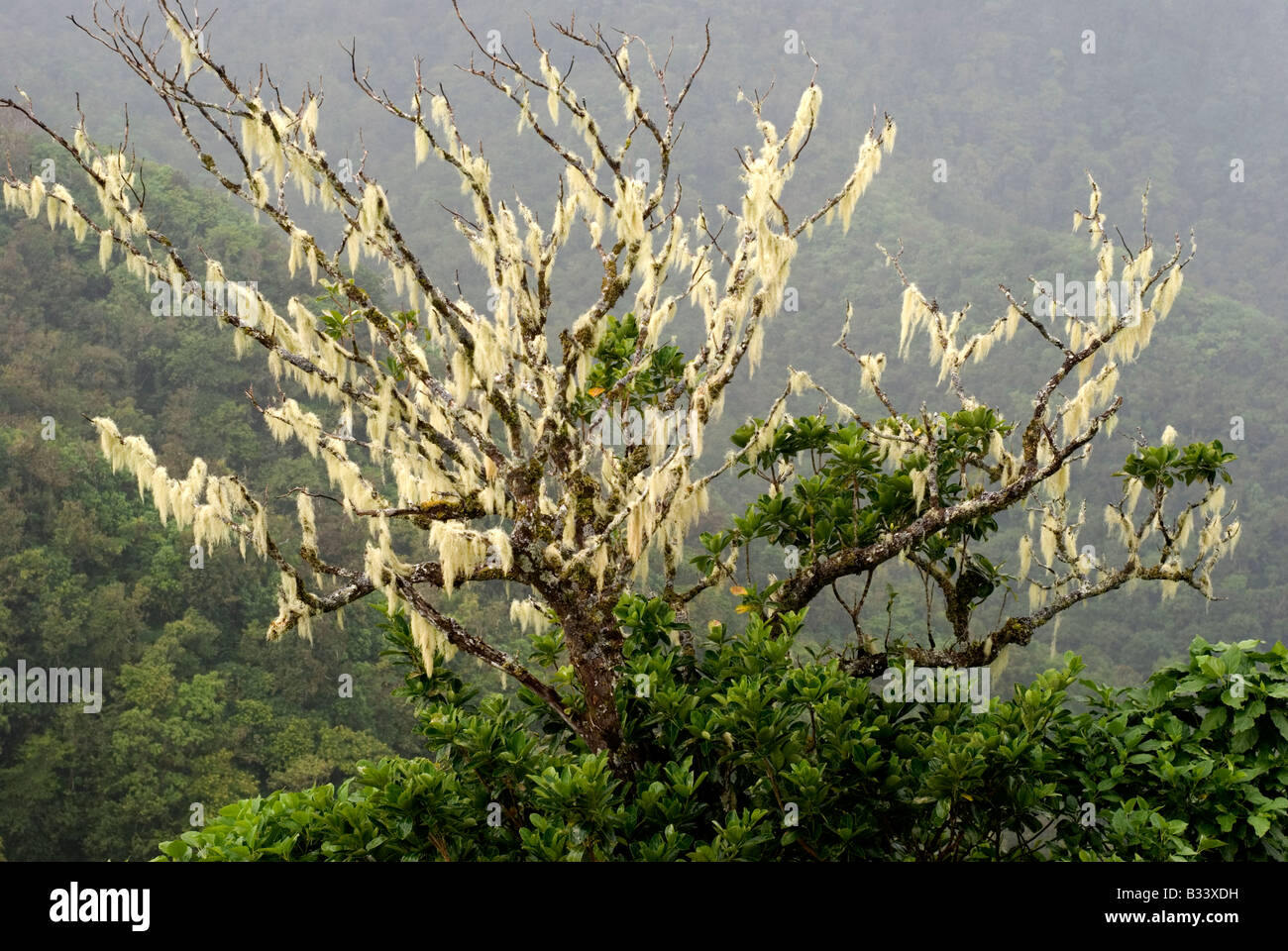 Rarotonga needle hi-res stock photography and images - Alamy